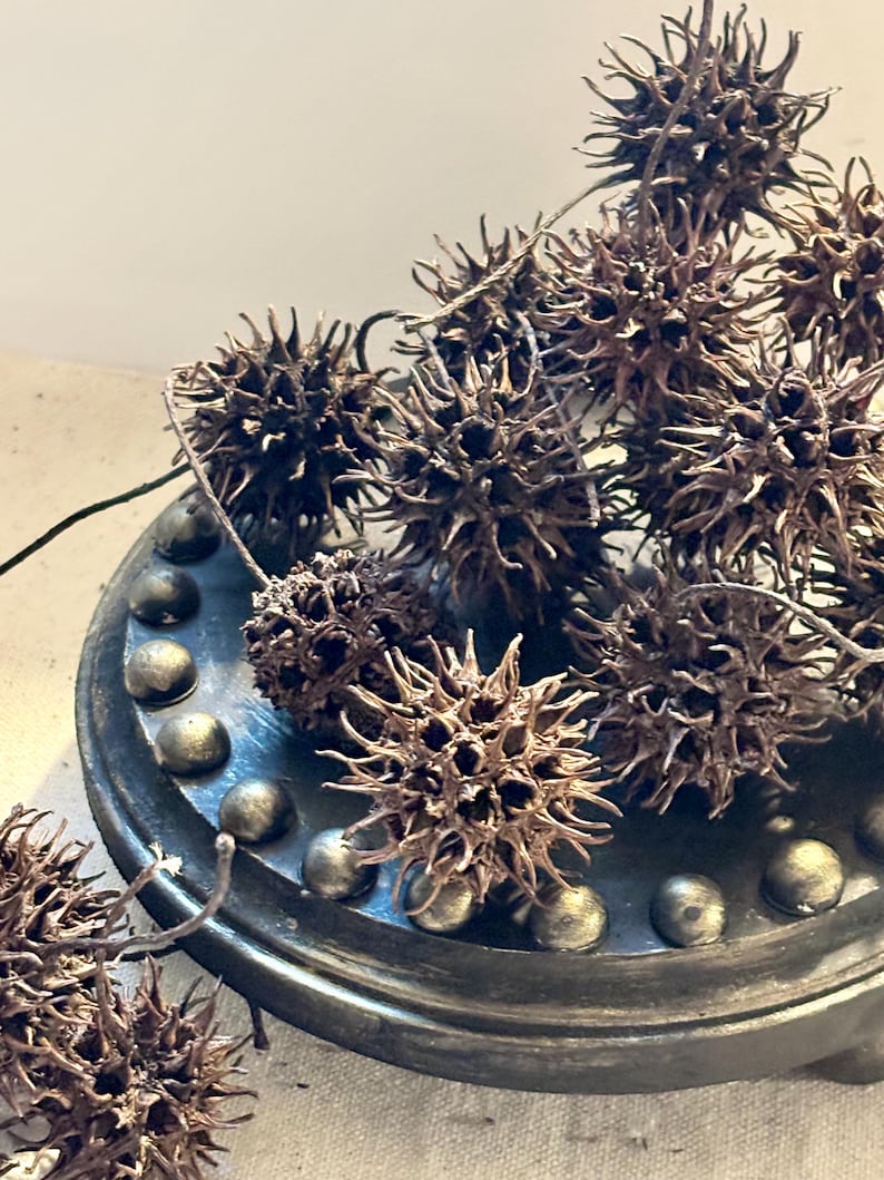 Witches Burrs- Sweet Gum Ball Seed Pods ***PACK OF 20*** - Etsy