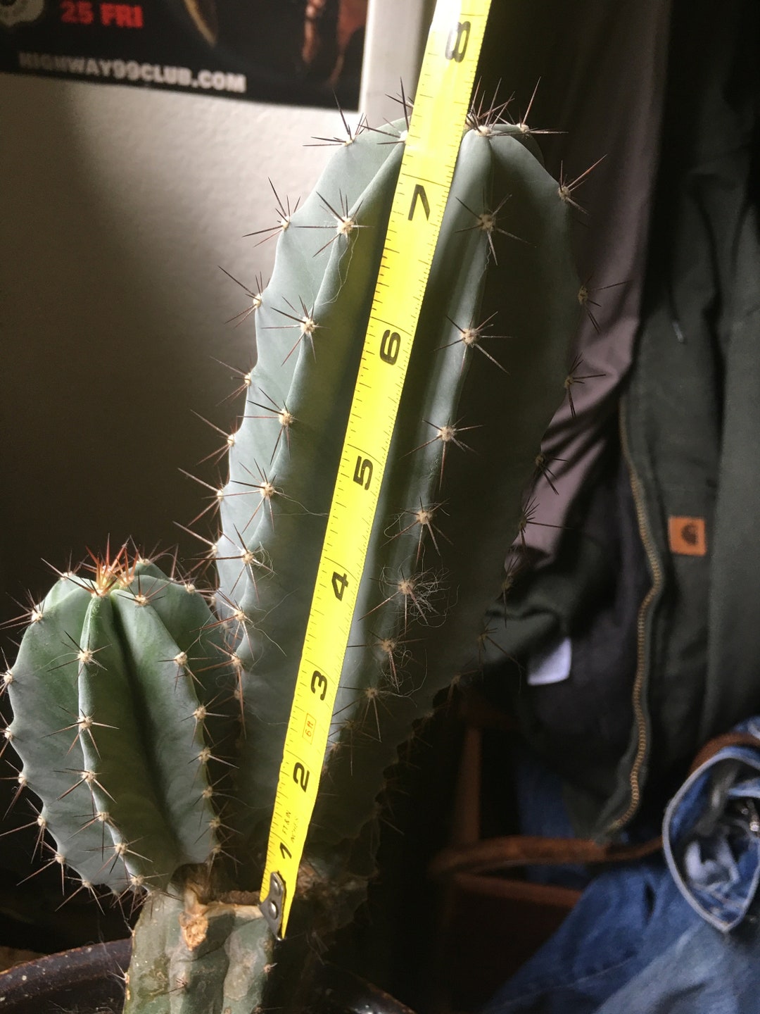 Stenocereus Pruinosus Gray Ghost Organ Pipe Cactus 8 Inches Fast ...