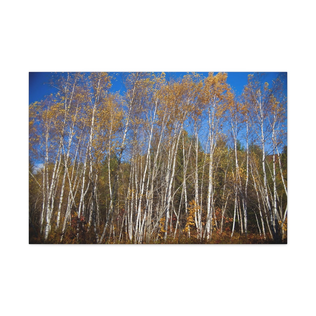 Birch Forest Wall Art, Enchanting Birch Trees Gallery Print, Forest ...