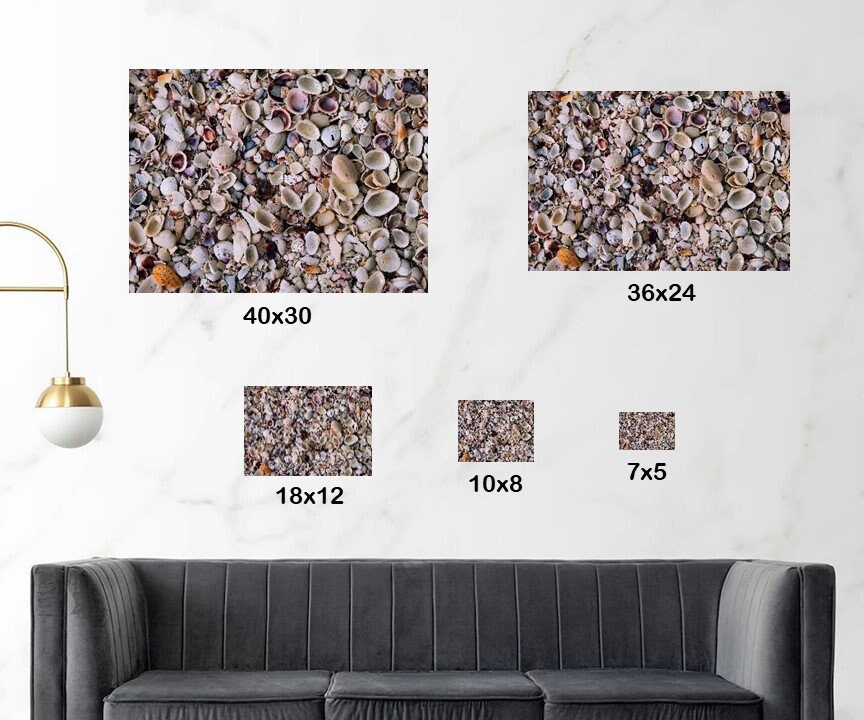 Beach Shells Wall Art, Sanibel Island Shells Gallery Print, Sea Shells ...