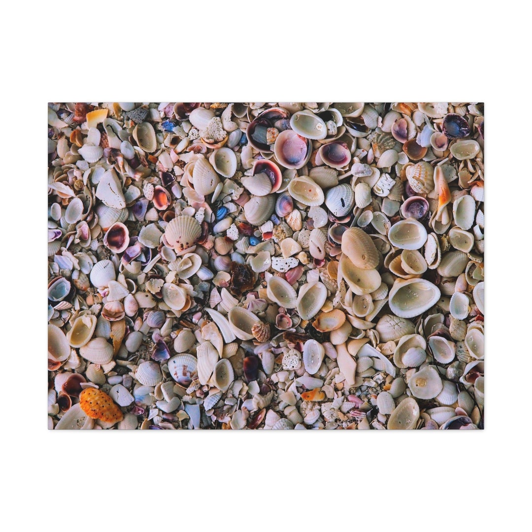 Beach Shells Wall Art, Sanibel Island Shells Gallery Print, Sea Shells ...
