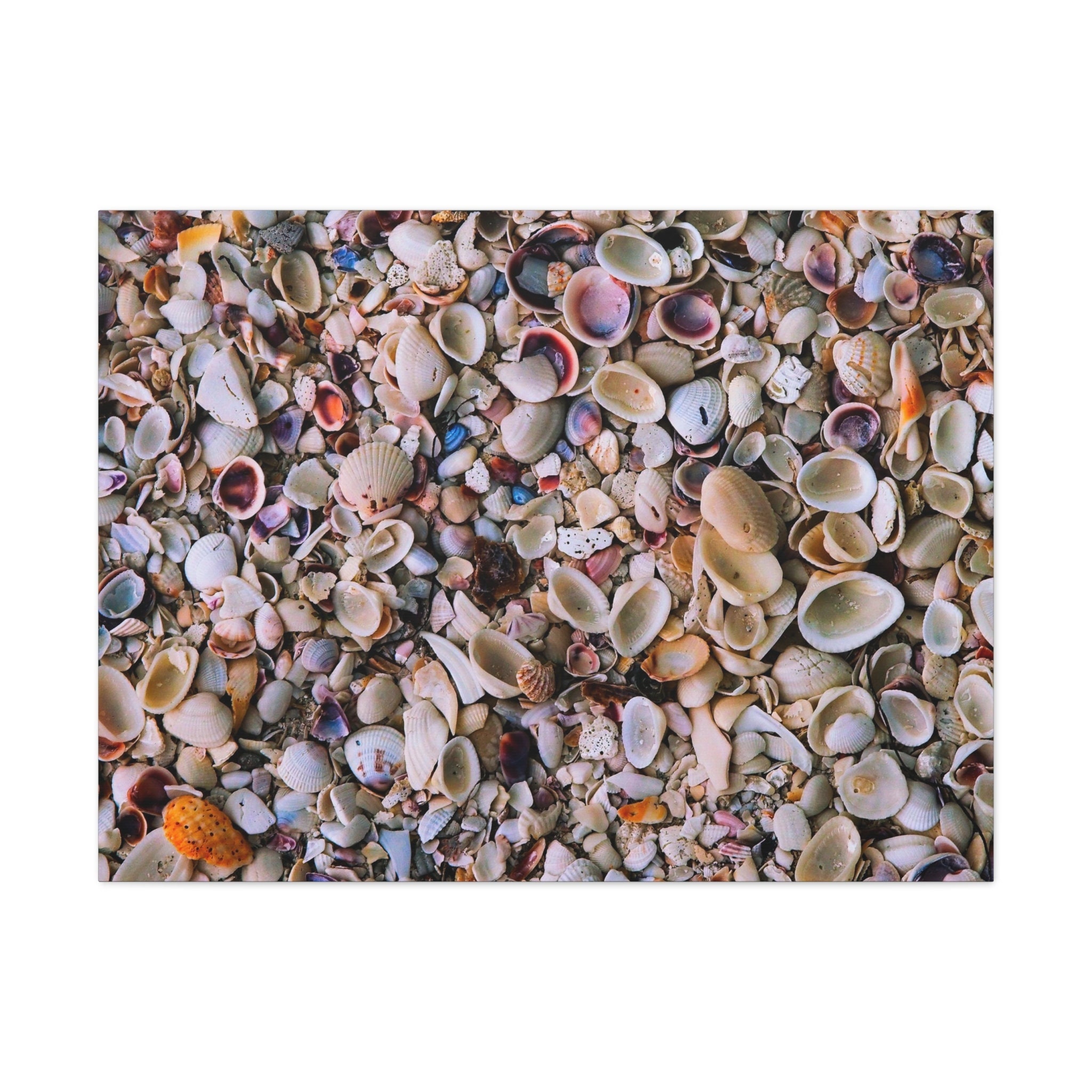 Beach Shells Wall Art, Sanibel Island Shells Gallery Print, Sea Shells ...