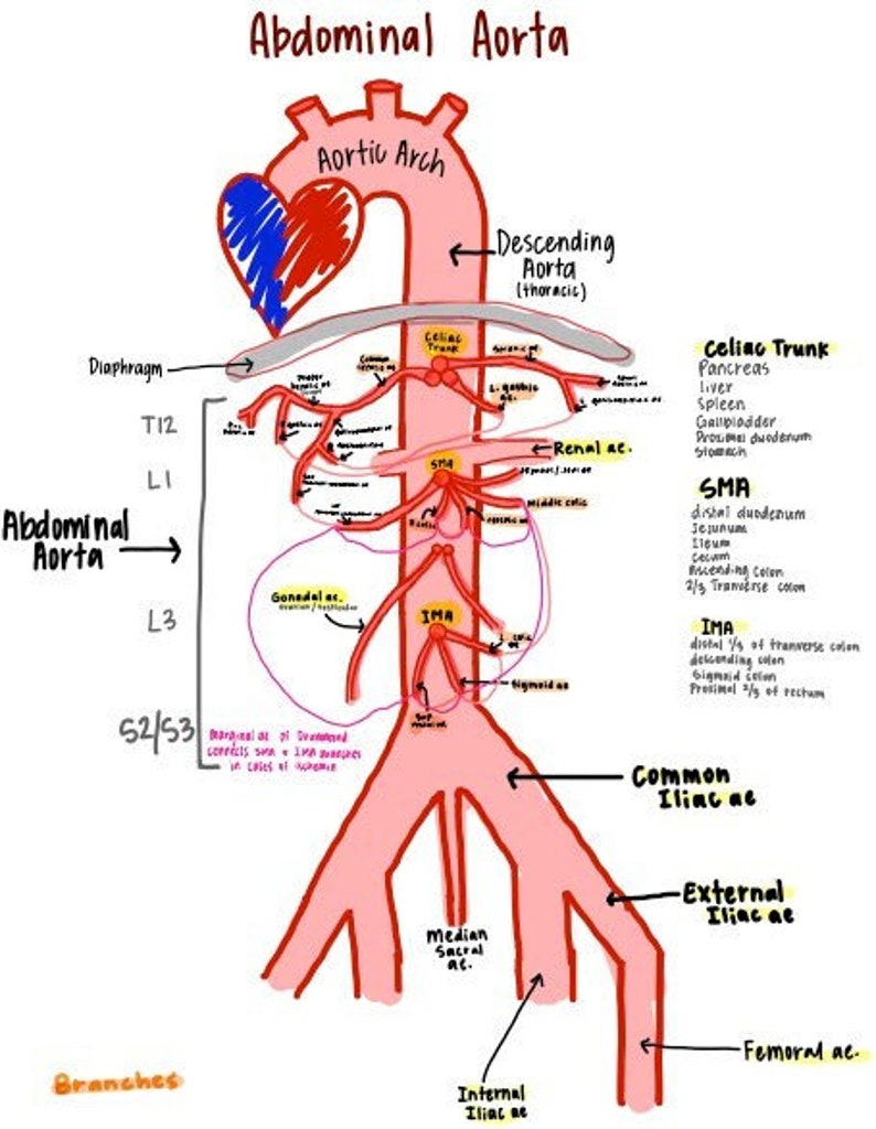 Vascular Anatomy - Etsy