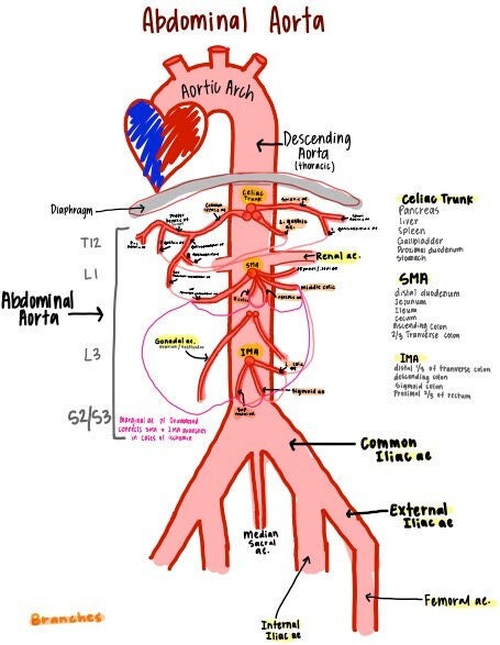 Vascular Anatomy - Etsy