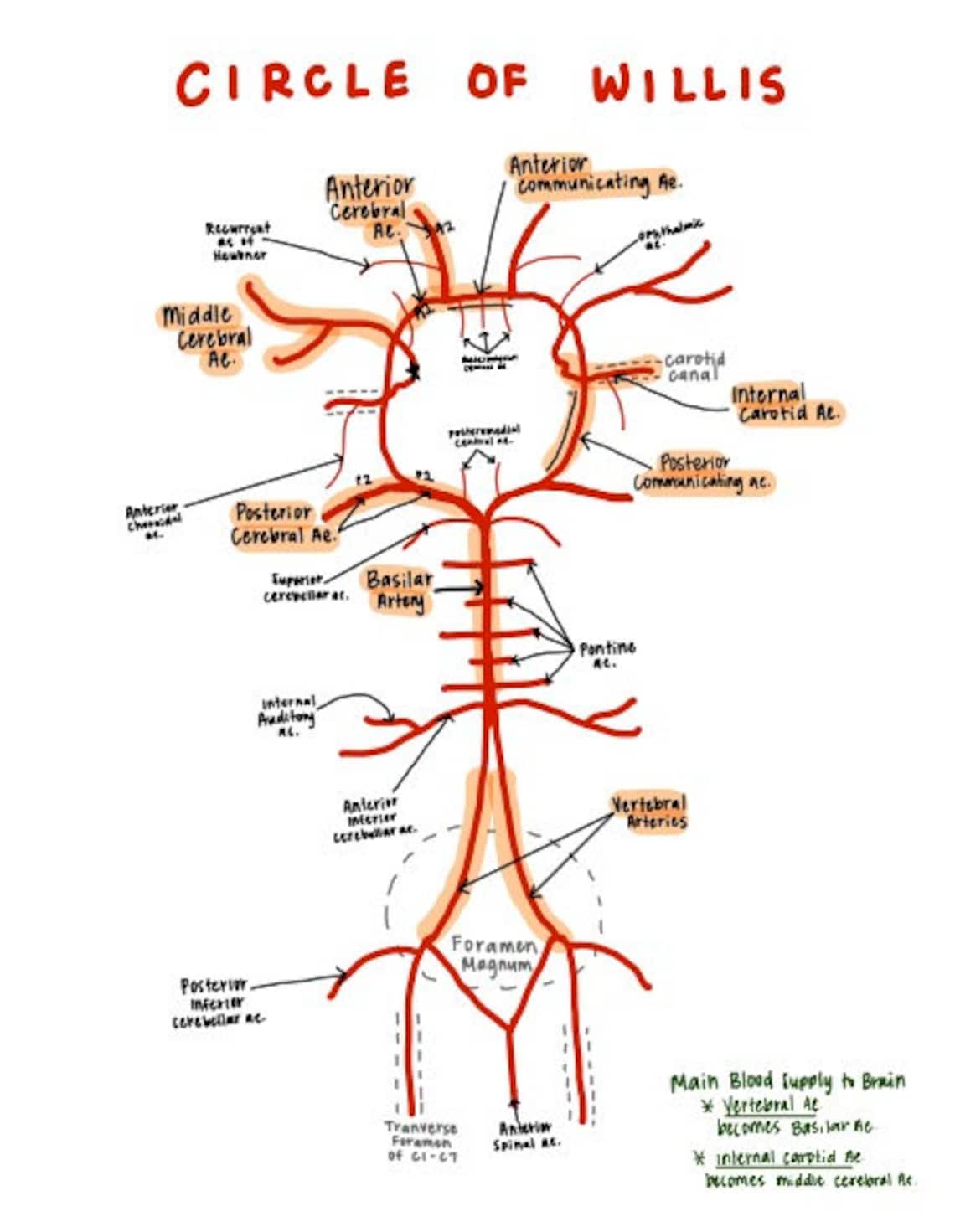 Vascular Anatomy - Etsy