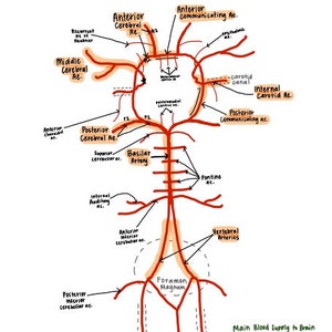 Vascular Anatomy - Etsy