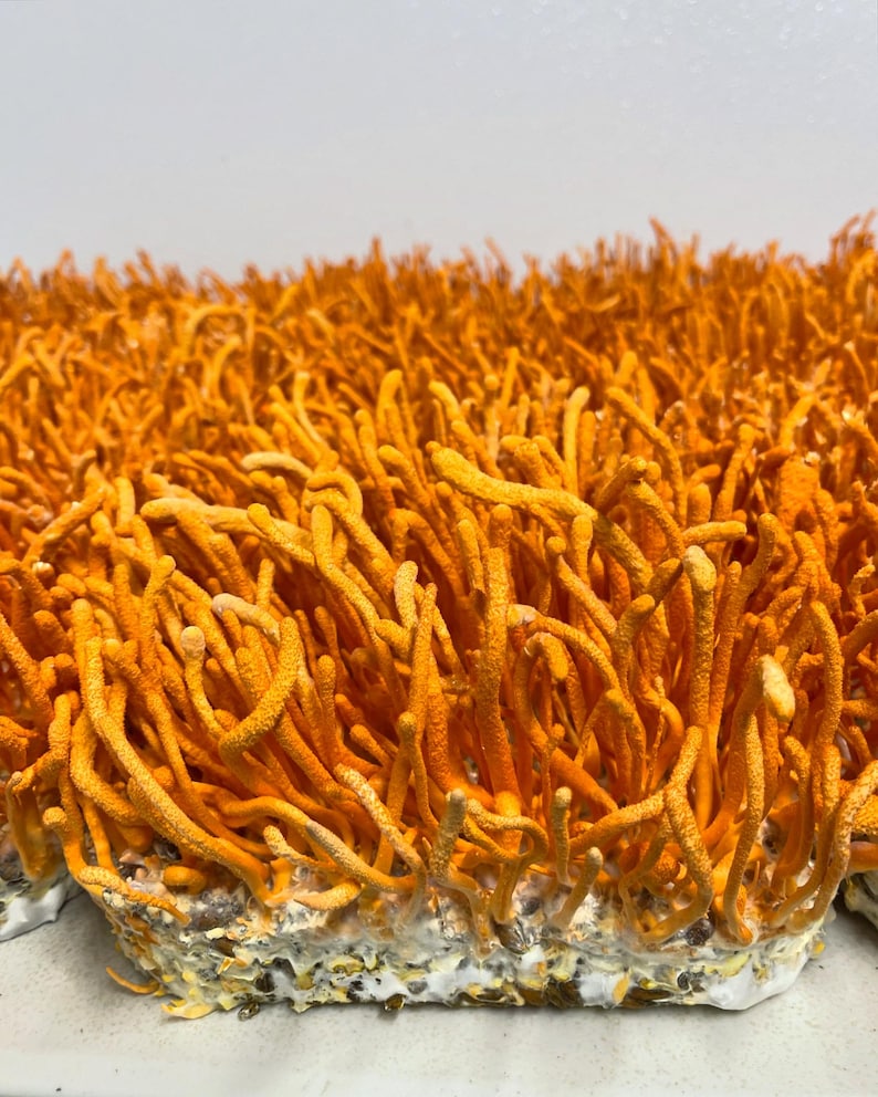 Cordyceps Militaris, 30g Dried - U.S. Grown, Small Batch, Premium ...