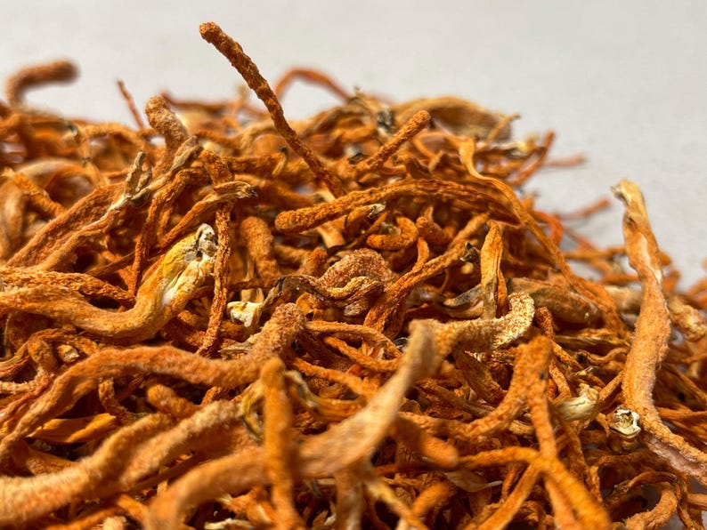 Cordyceps Militaris, 30g Dried - U.S. Grown, Small Batch, Premium ...