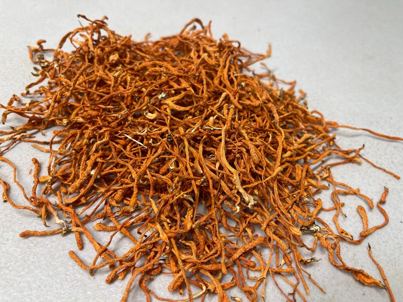 Cordyceps Militaris, 30g Dried - U.S. Grown, Small Batch, Premium ...