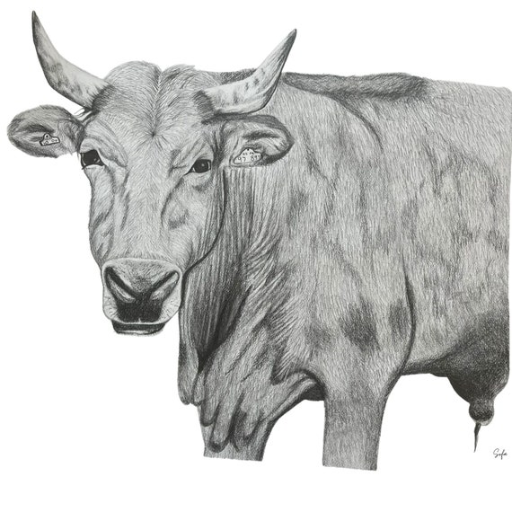 Bull Head Drawing Realistic