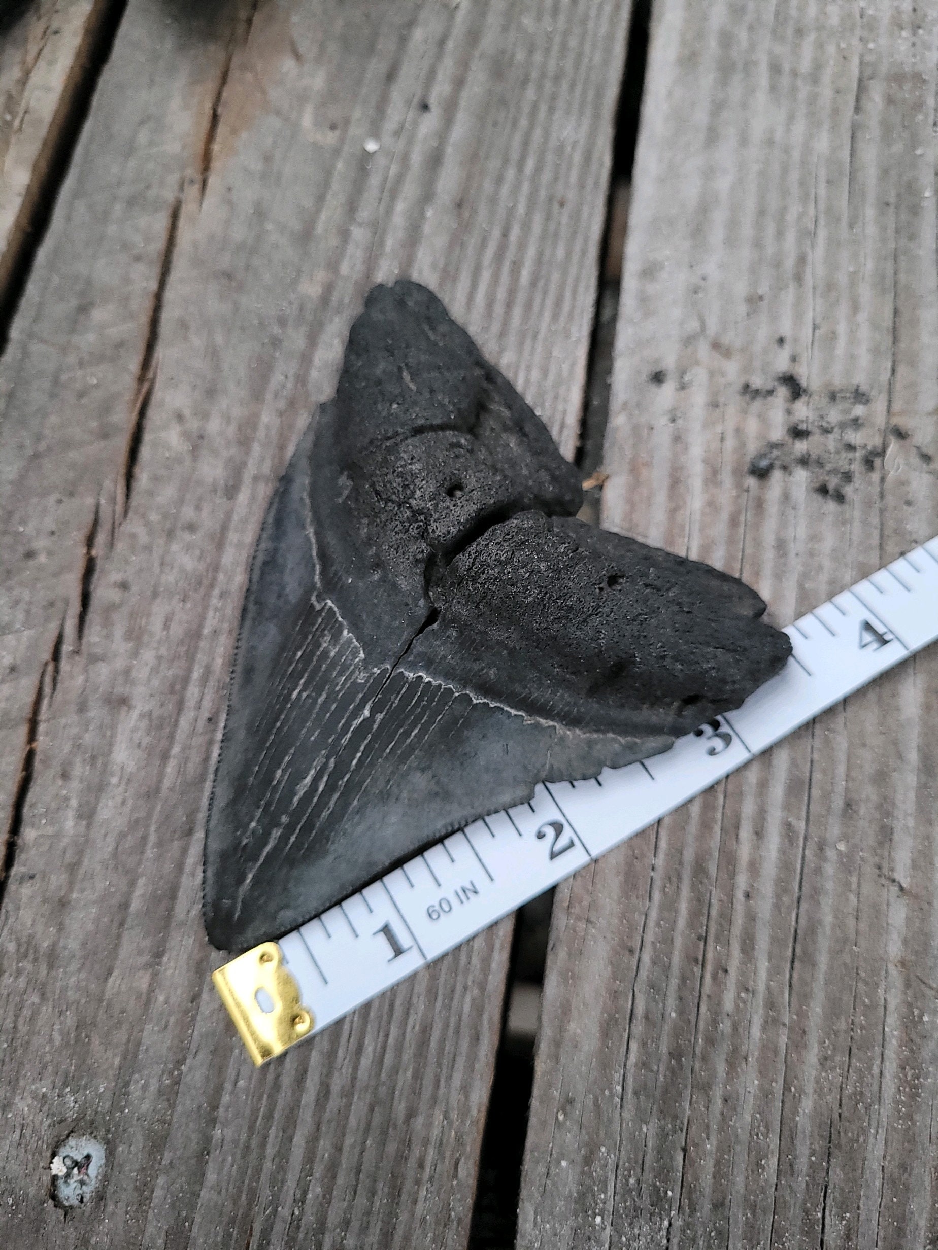 Megaladon Tooth - Etsy