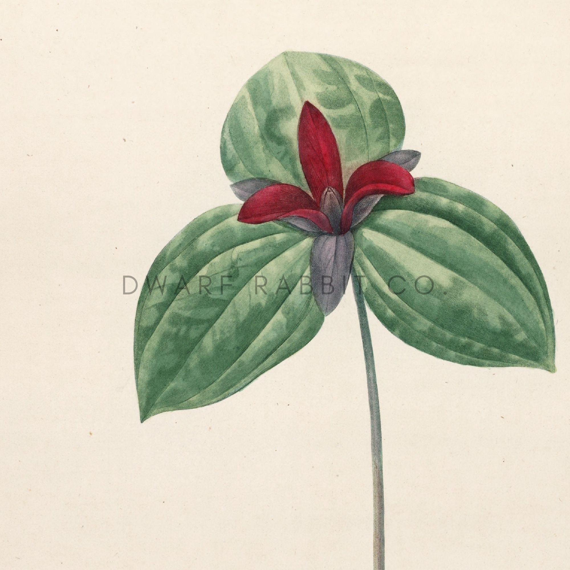 Vintage Sketch Flowers Drawing, Sketch Flowers Wall Art, Farmhouse Home ...