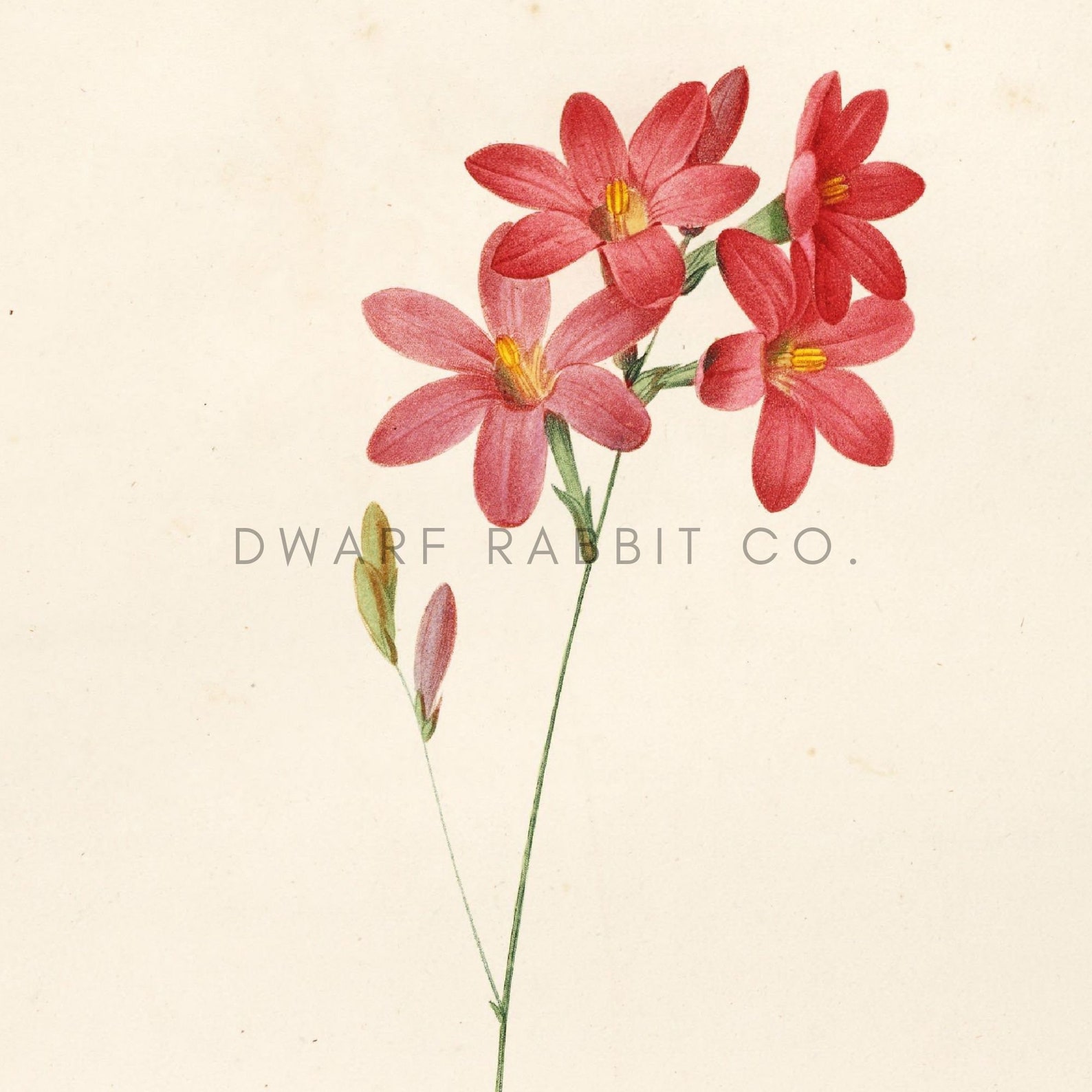 Vintage Sketch Flowers Drawing, Sketch Flowers Wall Art, Farmhouse Home ...