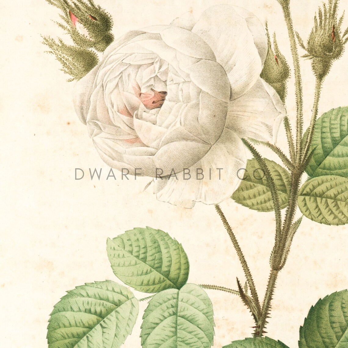 Vintage Sketch Flowers Drawing, Sketch Flowers Wall Art, Farmhouse Home ...