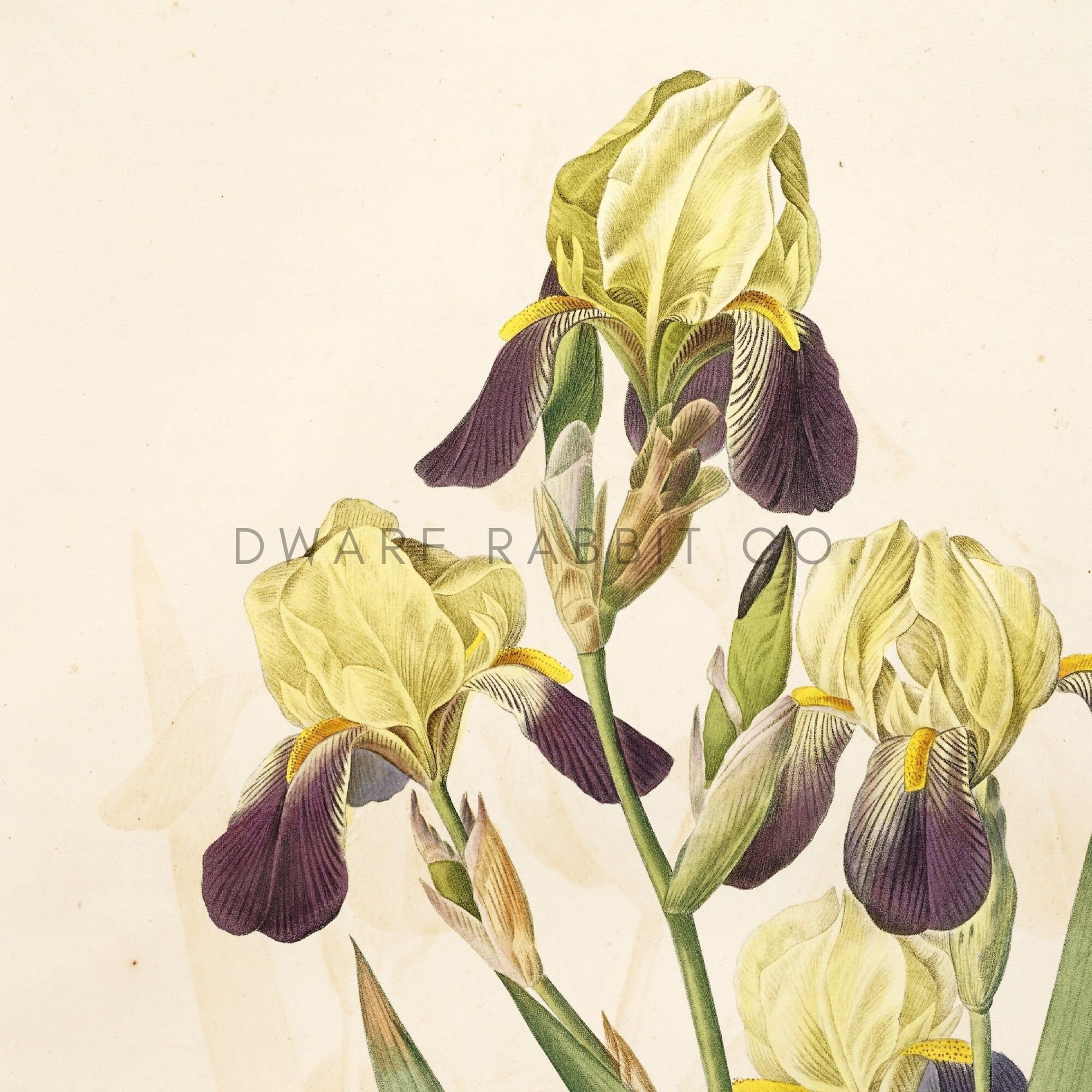 Vintage Sketch Flowers Drawing, Sketch Flowers Wall Art, Farmhouse Home ...