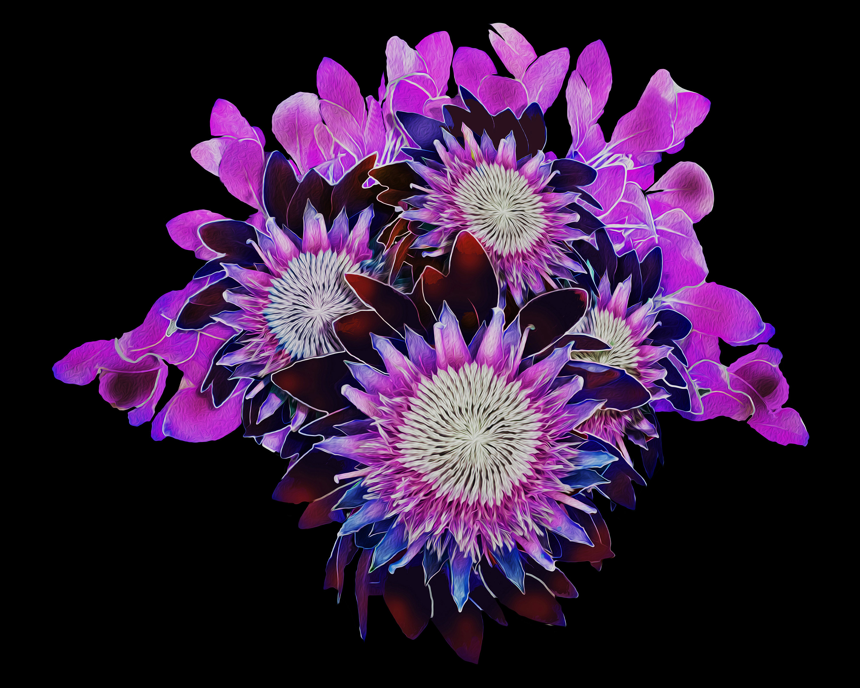 Lavender and Maroon King Protea Flowers: King Protea Flowers, Garden ...