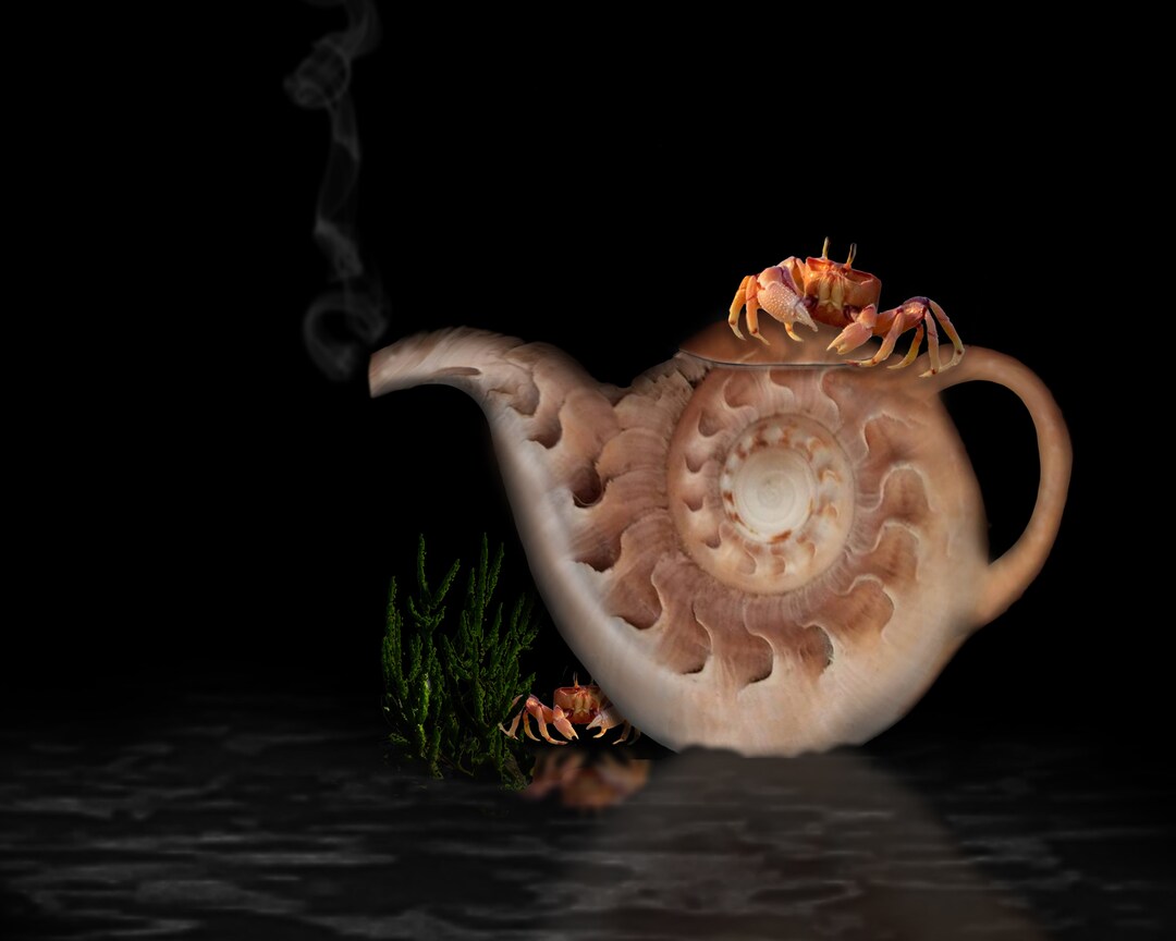 Tea for Two: Crowned Baler Melon Shell, Teapot, Ocean, Seashore ...