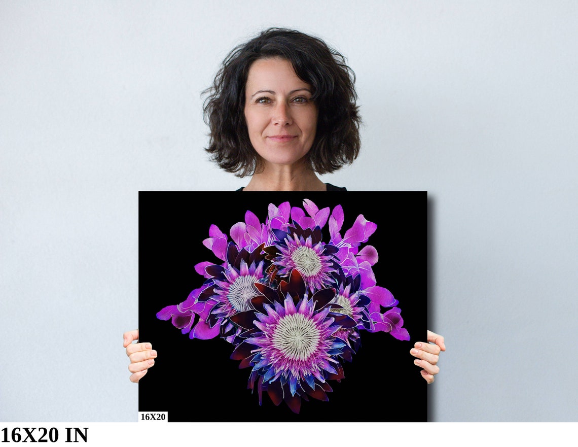 Lavender and Maroon King Protea Flowers: King Protea Flowers, Garden ...