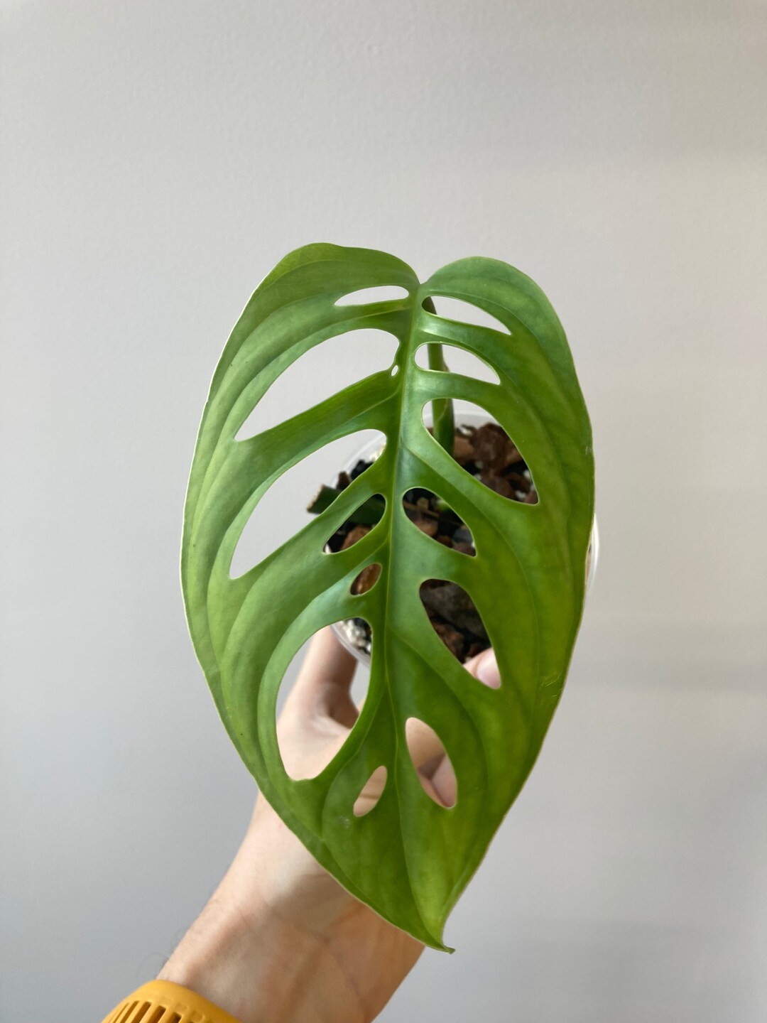 Monstera Esqueleto (epipremnoides) - Growers' Choice - Etsy