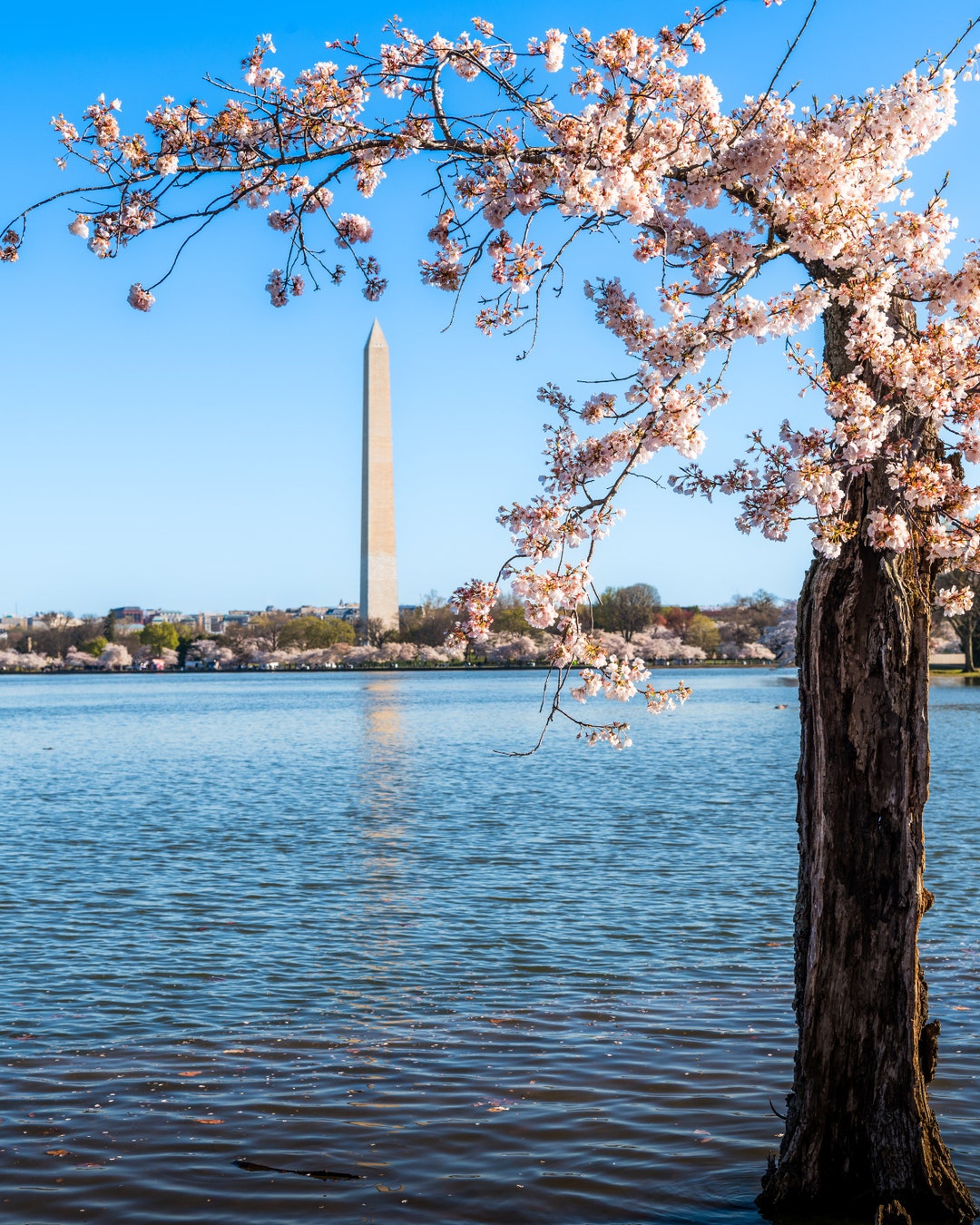 Stumpy's Last Bloom | Washington DC Cherry Blossom Art Print ...