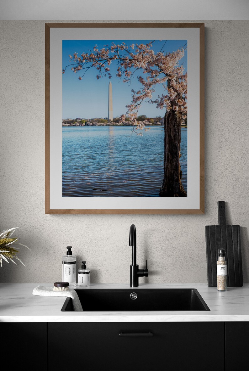 Stumpy's Last Bloom | Washington DC Cherry Blossom Art Print ...
