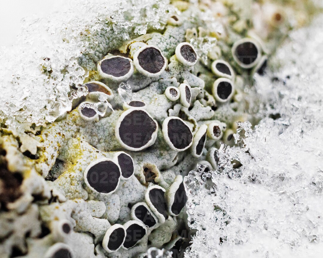 Lichen 038 Macro Nature Color Photography Fine Art Digital Print ...