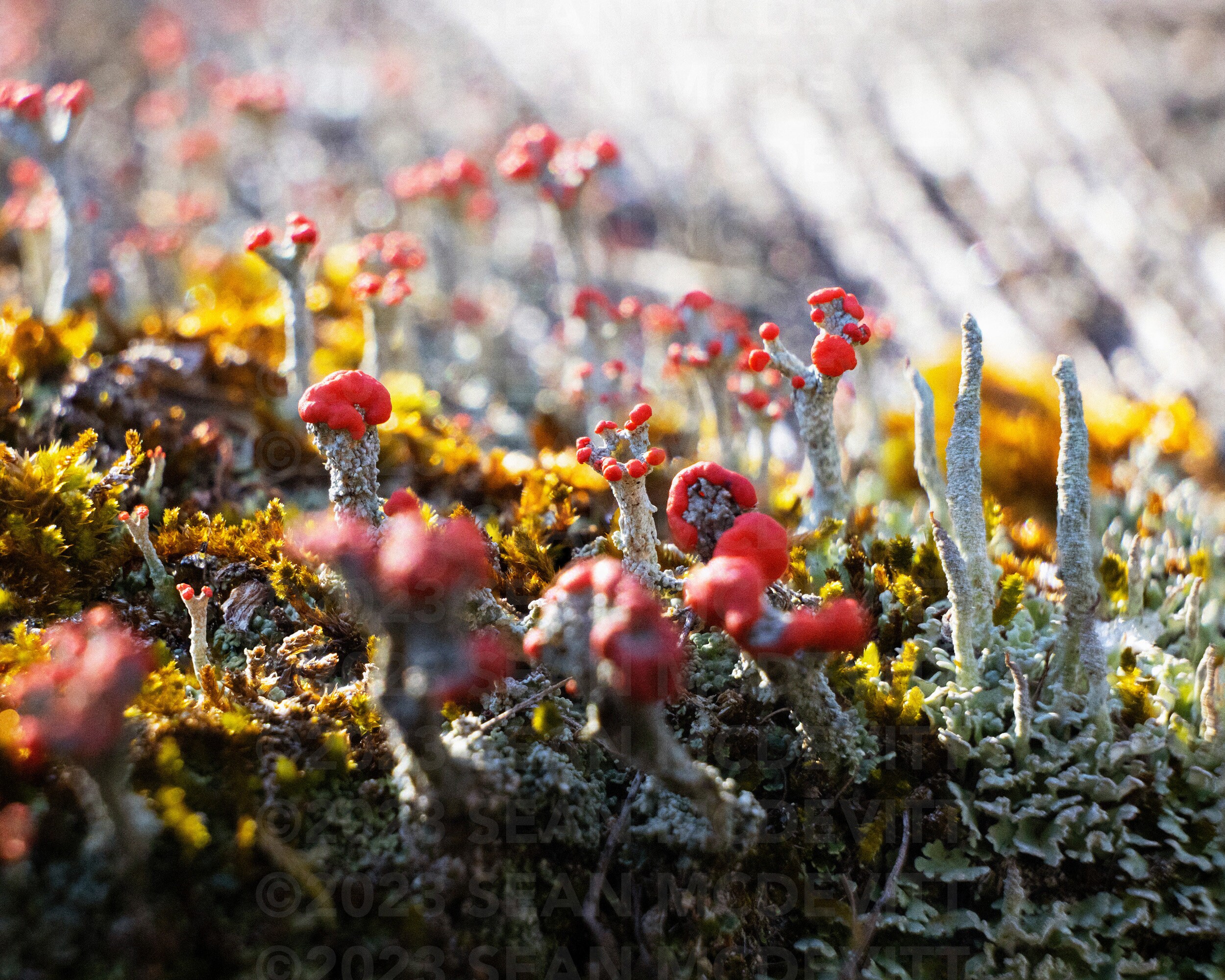 Lichen 021 Macro Nature Color Photography Fine Art Digital Print ...