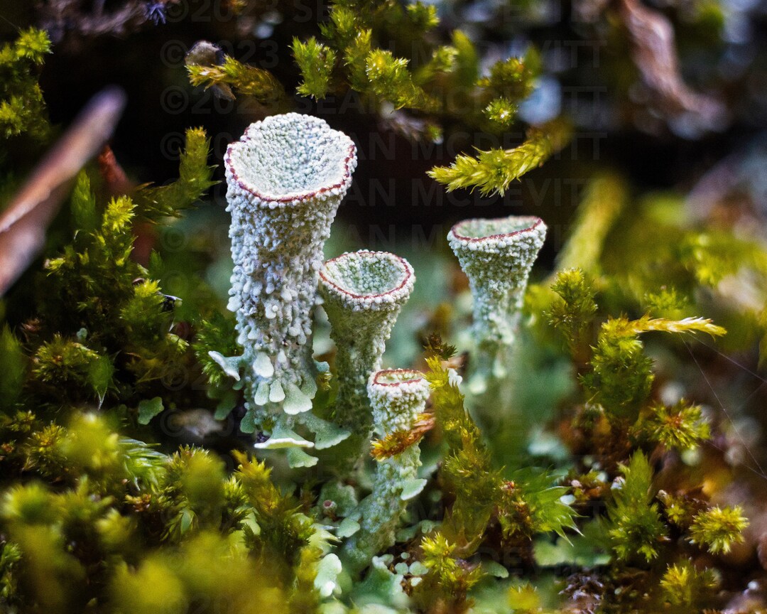 Lichen 002 Macro Nature Color Photography Fine Art Digital Print ...