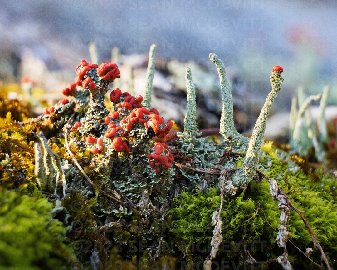 Lichen 022 Macro Nature Color Photography Fine Art Digital Print ...