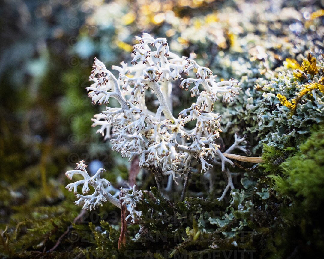 Lichen 003 Macro Nature Color Photography Fine Art Digital Print ...