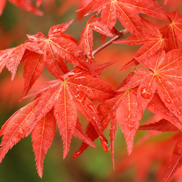 Japanese Maple Tree - Etsy