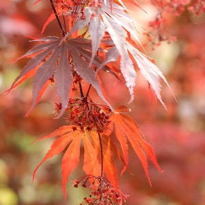 Chitose Yama Spring Foliage and Maple Flowers - Japanese Maple High ...