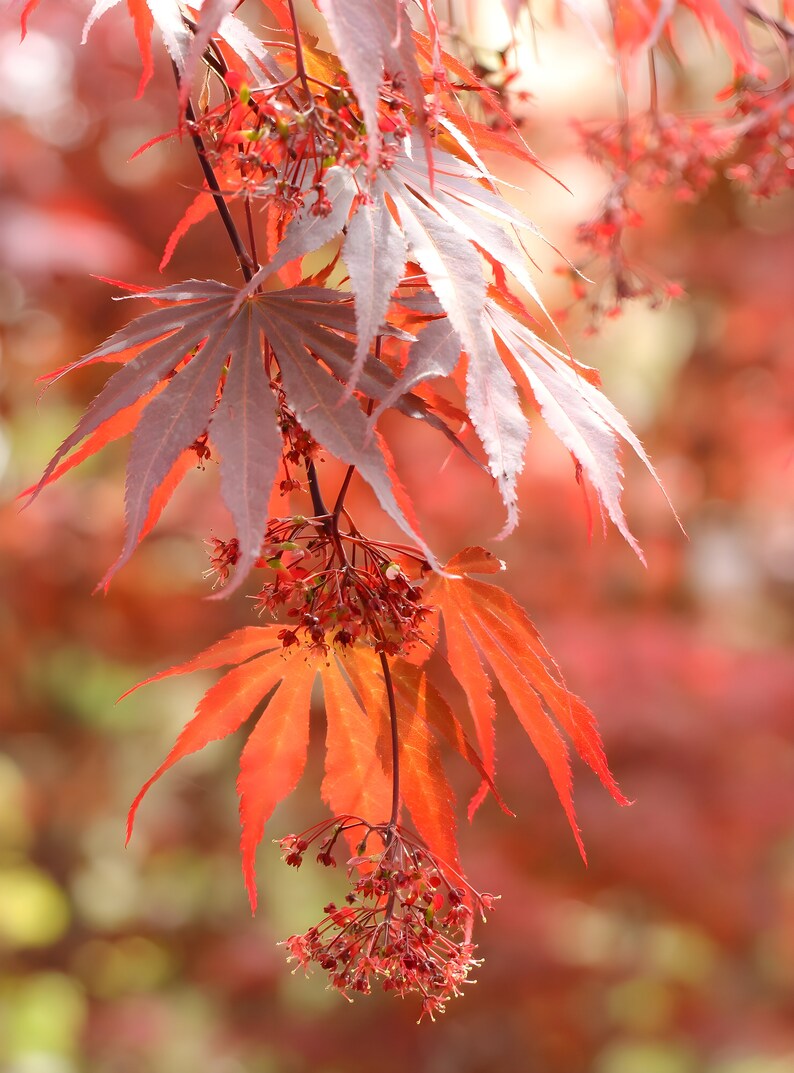 Chitose Yama Spring Foliage and Maple Flowers - Japanese Maple High ...