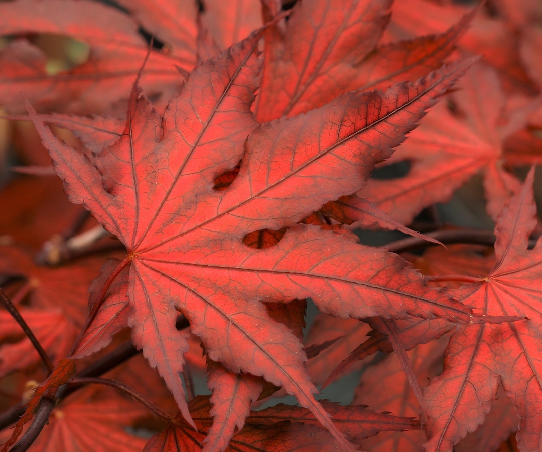 Purple Ghost Japanese Maple in Spring Colors High Quality Photograph ...