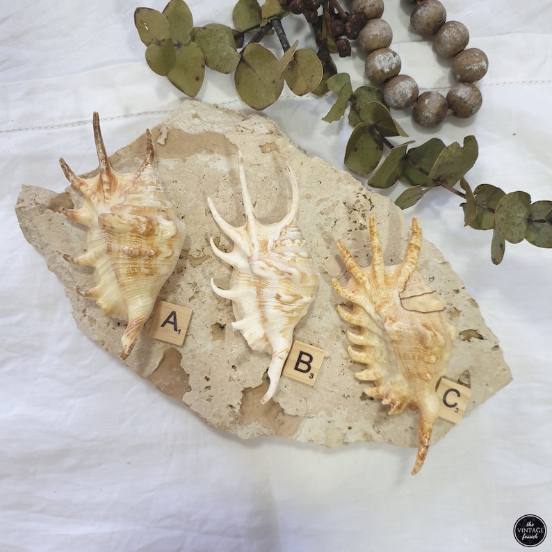 Vintage Shells 3 Options - Etsy Australia