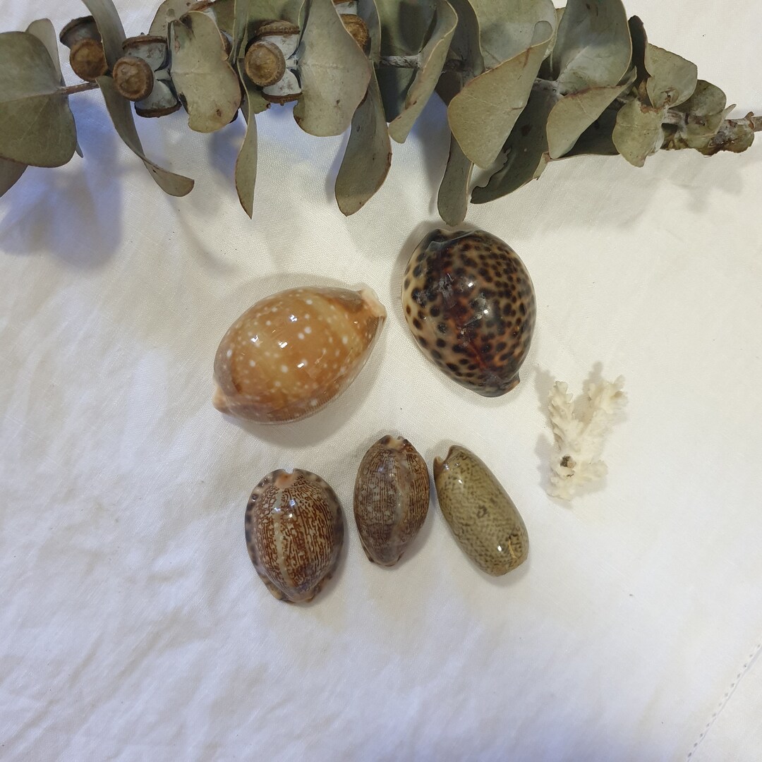 Vintage Cowrie Shells 3 Options - Etsy Australia