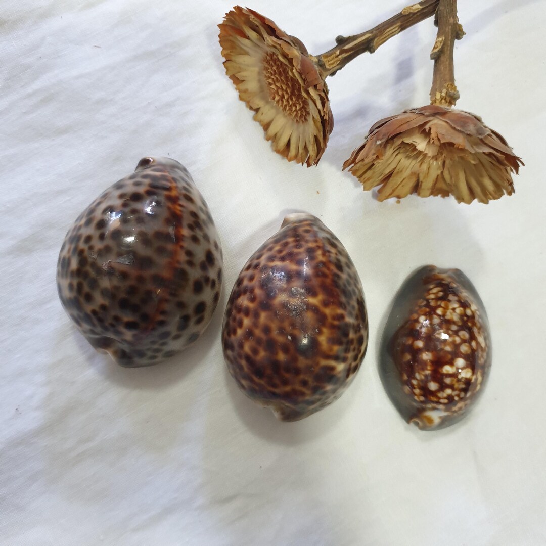 Vintage Cyprea Tigris Sea Shells | 3 Options - Etsy