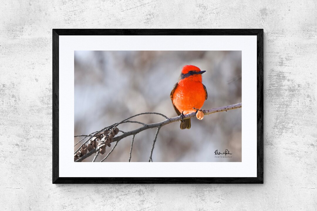 Fine Art Vermillion Flycatcher (both Framed and Digital Download ...