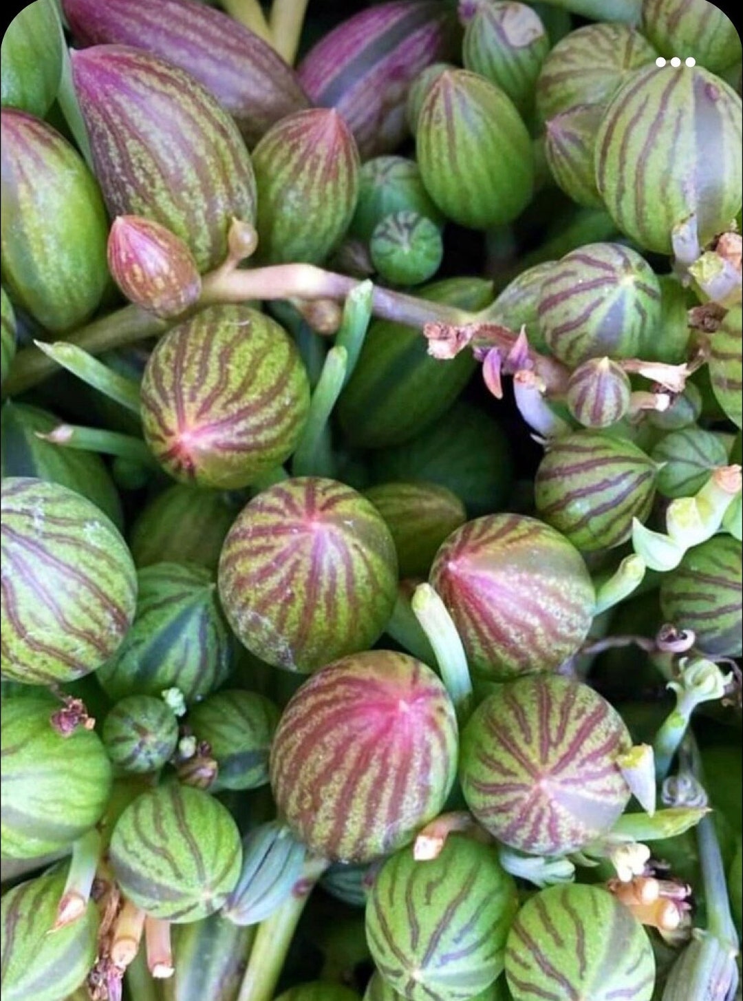 String of Watermelons 2&4”pots - Etsy
