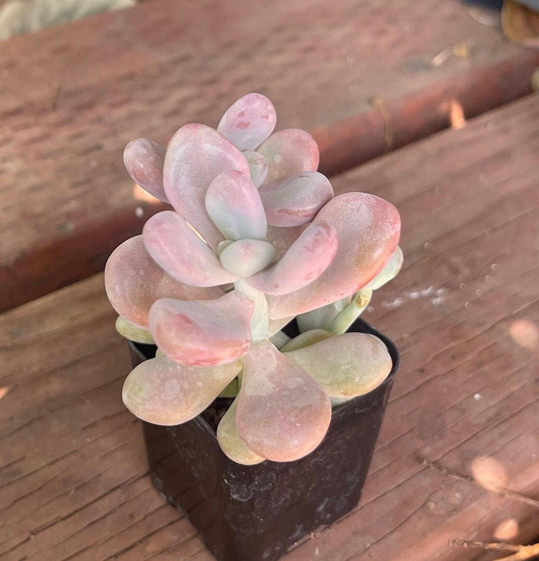 2” Pachyphytum Oviferum Pink Moonstone Succulents - Etsy