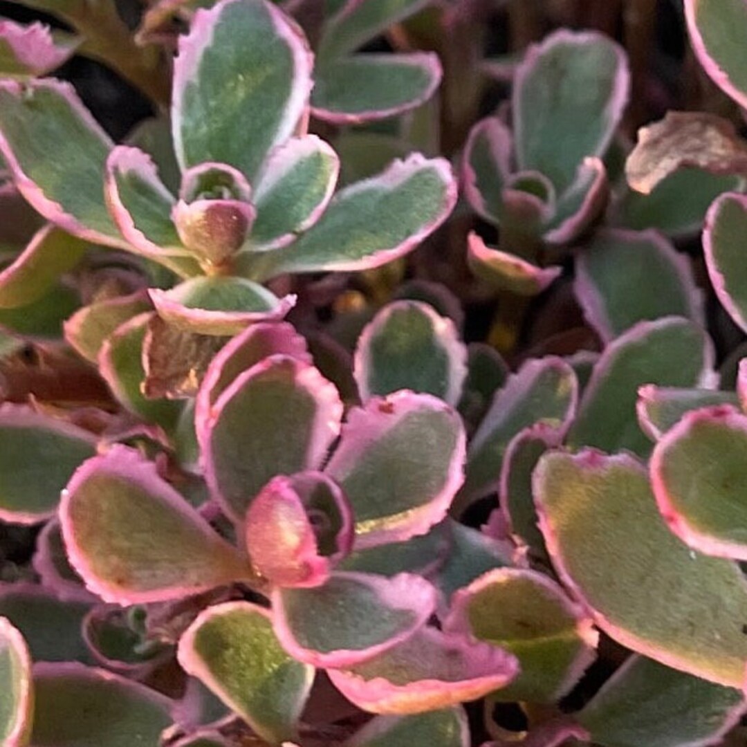 2 Sedum Spurium Tricolor Live Plant Stonecrop Variegated Sedum - Etsy
