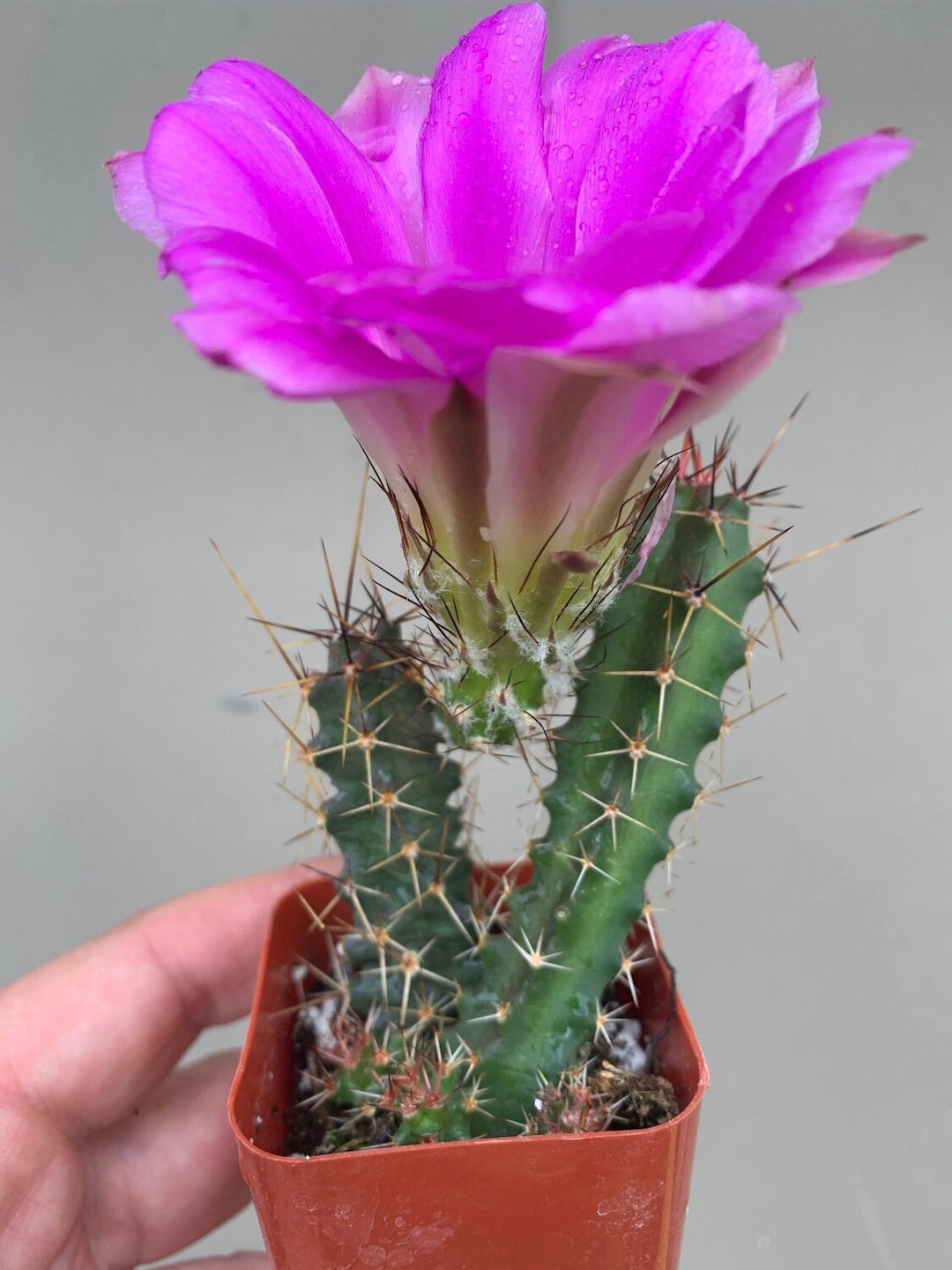 Cactus Lady Finger 'echinocereus Pentalophus' Live Plant Cactus Indoor ...
