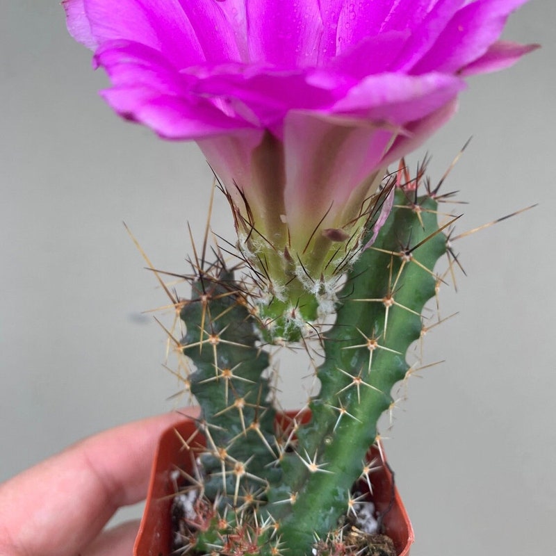 Turtle Cactus - Etsy