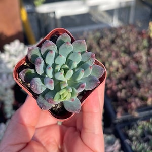 Sedeveria Blue Elf Succulent Plants - Etsy