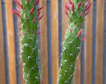 2, 4, 6 Pot of Eve's Pin Needle Cactus - Etsy