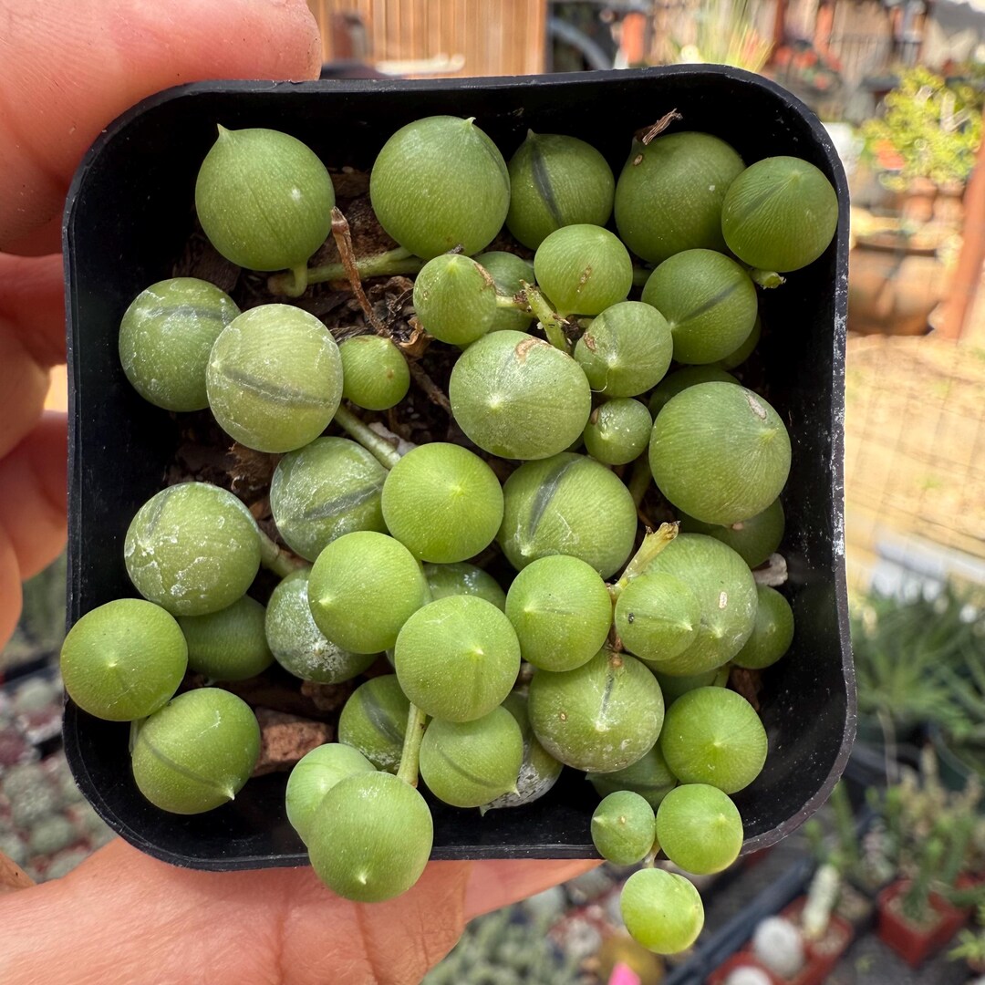 String of Pearls Succulent Plant - Etsy