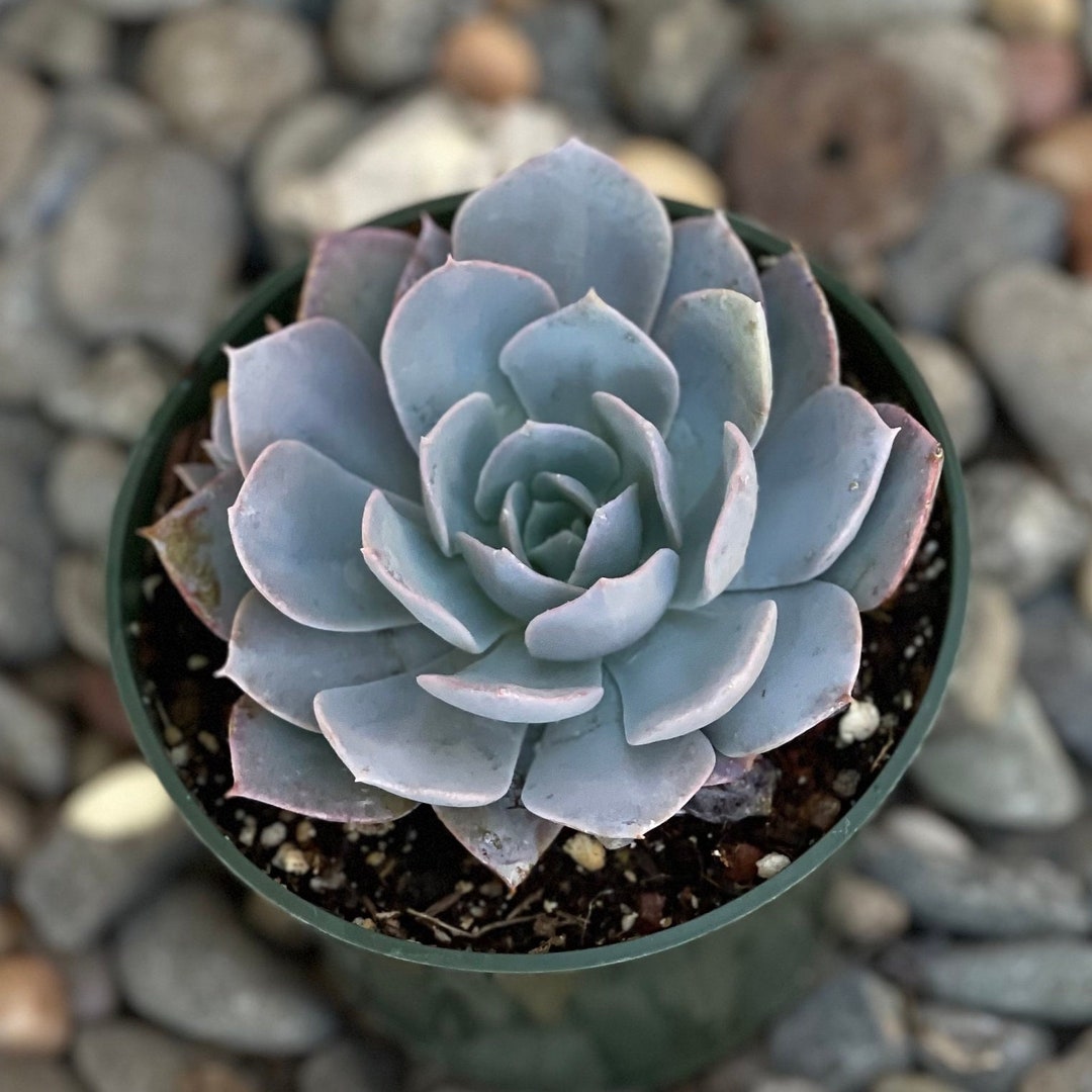4 Echeveria Blue Bird Succulent Plant - Etsy