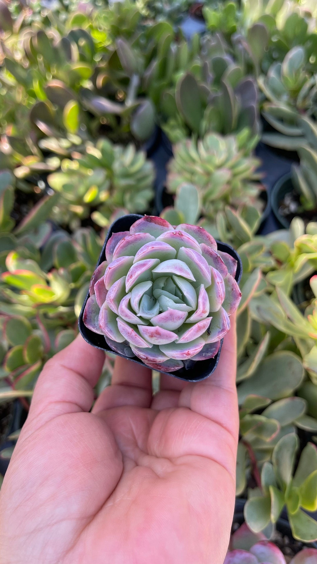 Echeveria Raspberry Ice - Etsy