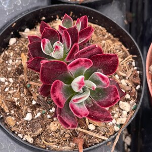 Echeveria Red Devotion Succulent Plant - Etsy