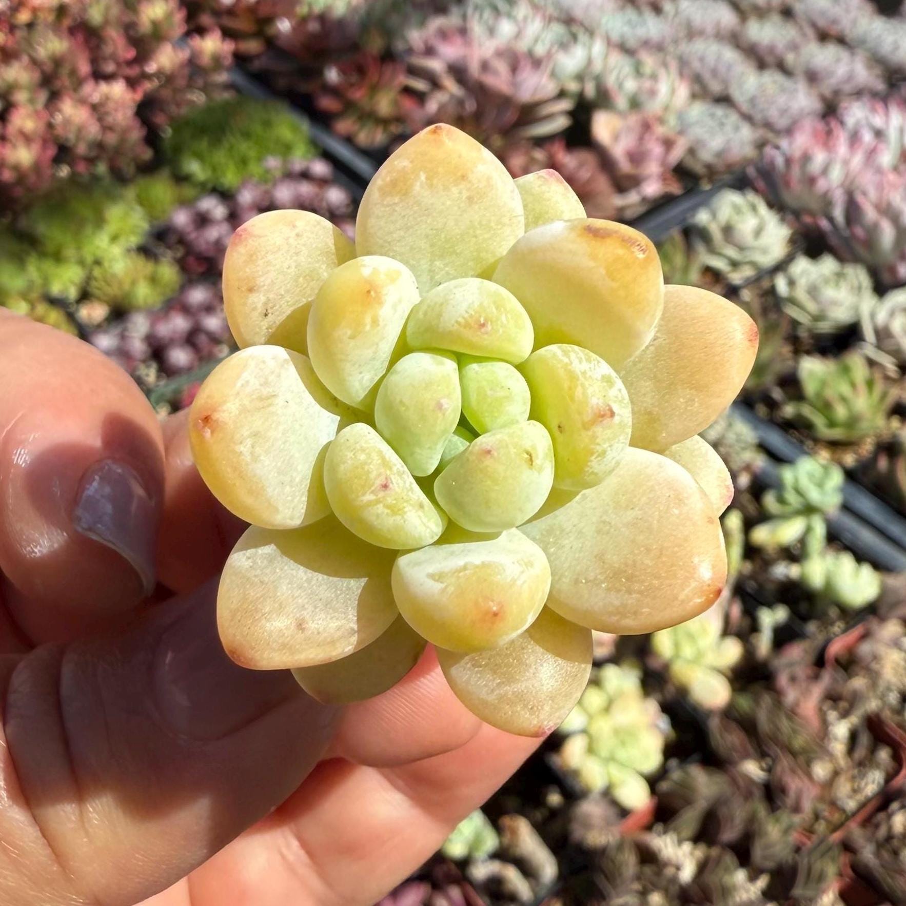 Sedum Clavitum Succulent Plant Cluster - Etsy